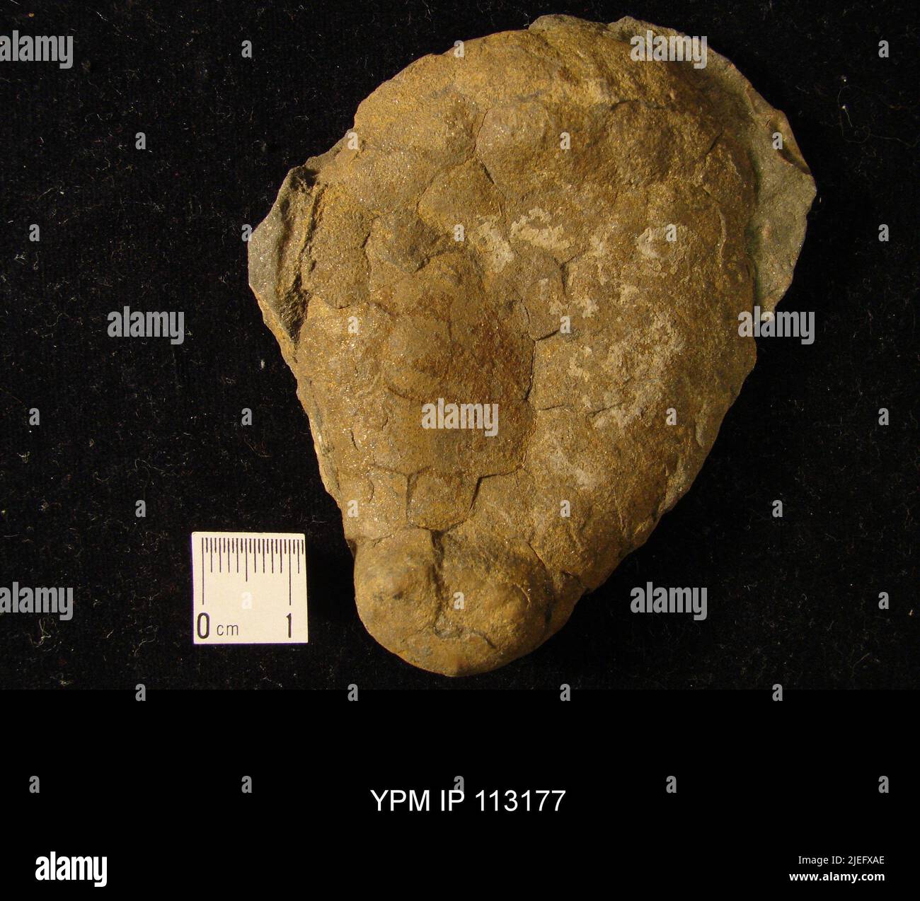 Bohemicus hi-res stock photography and images - Alamy