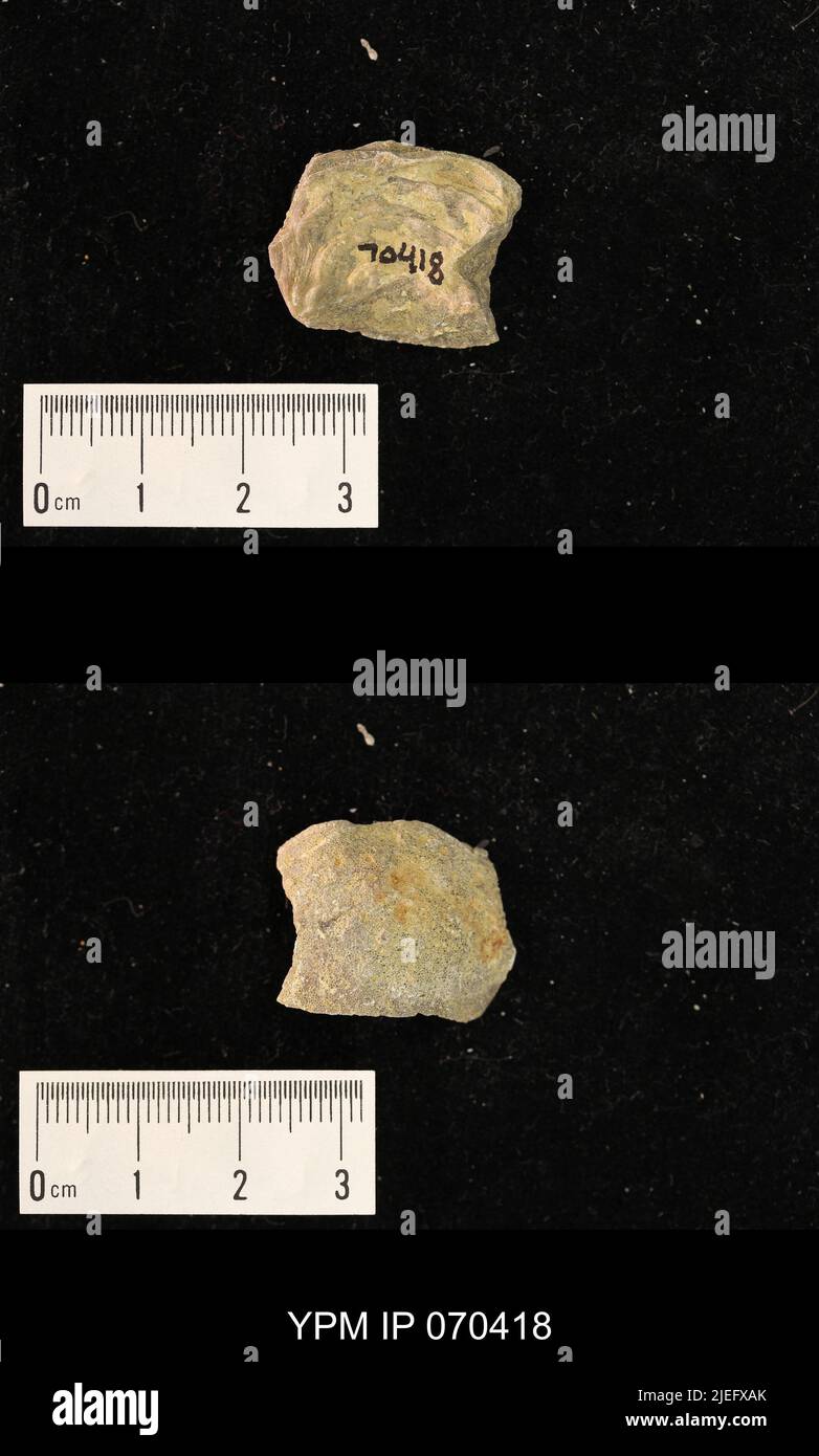 Heliolites nucella Foerste Stock Photo - Alamy