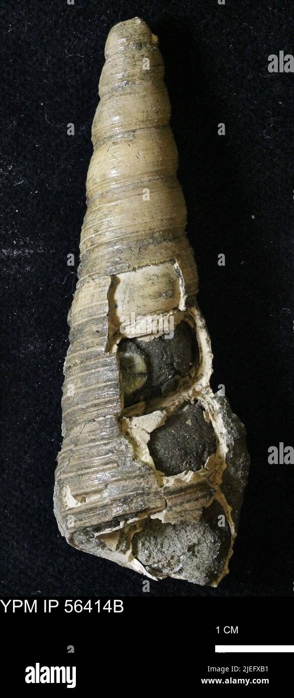 Turritella sp animalia hi-res stock photography and images - Alamy