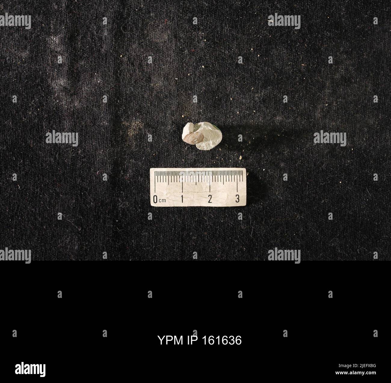 Lingula hi-res stock photography and images - Alamy