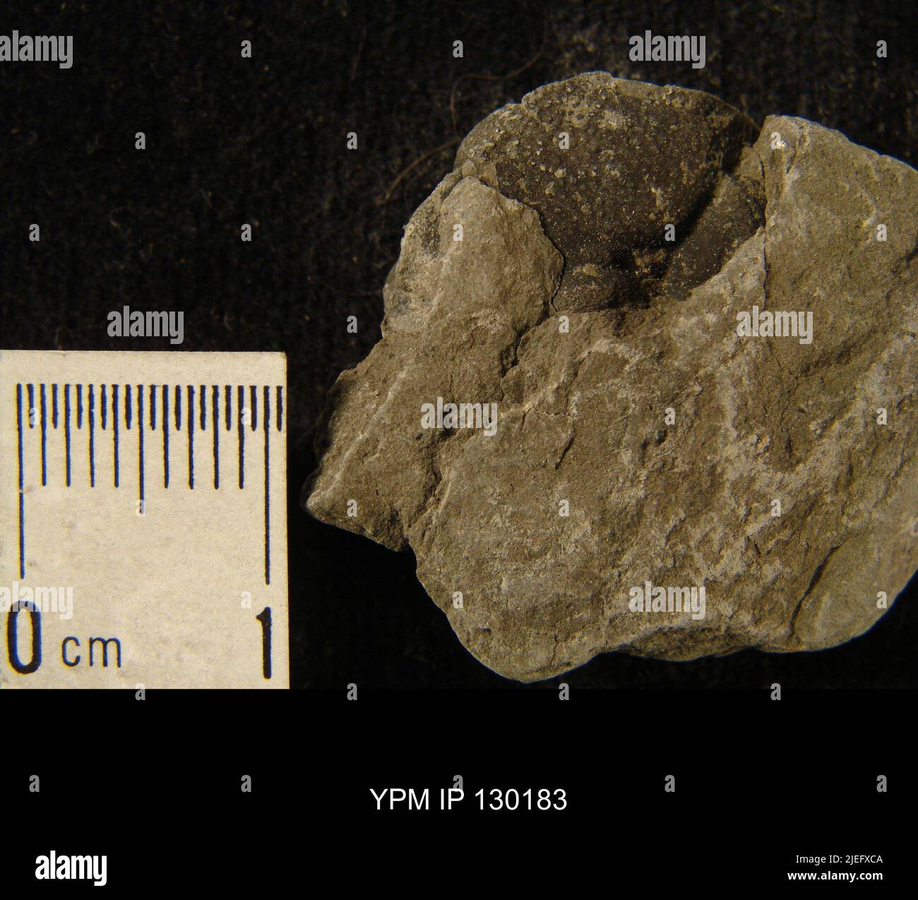 Eldredgeops rana (Green Stock Photo - Alamy