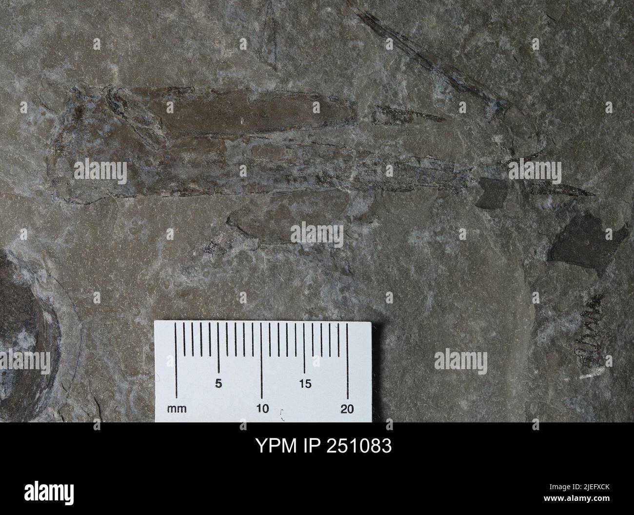 Phyllocarida hi-res stock photography and images - Alamy