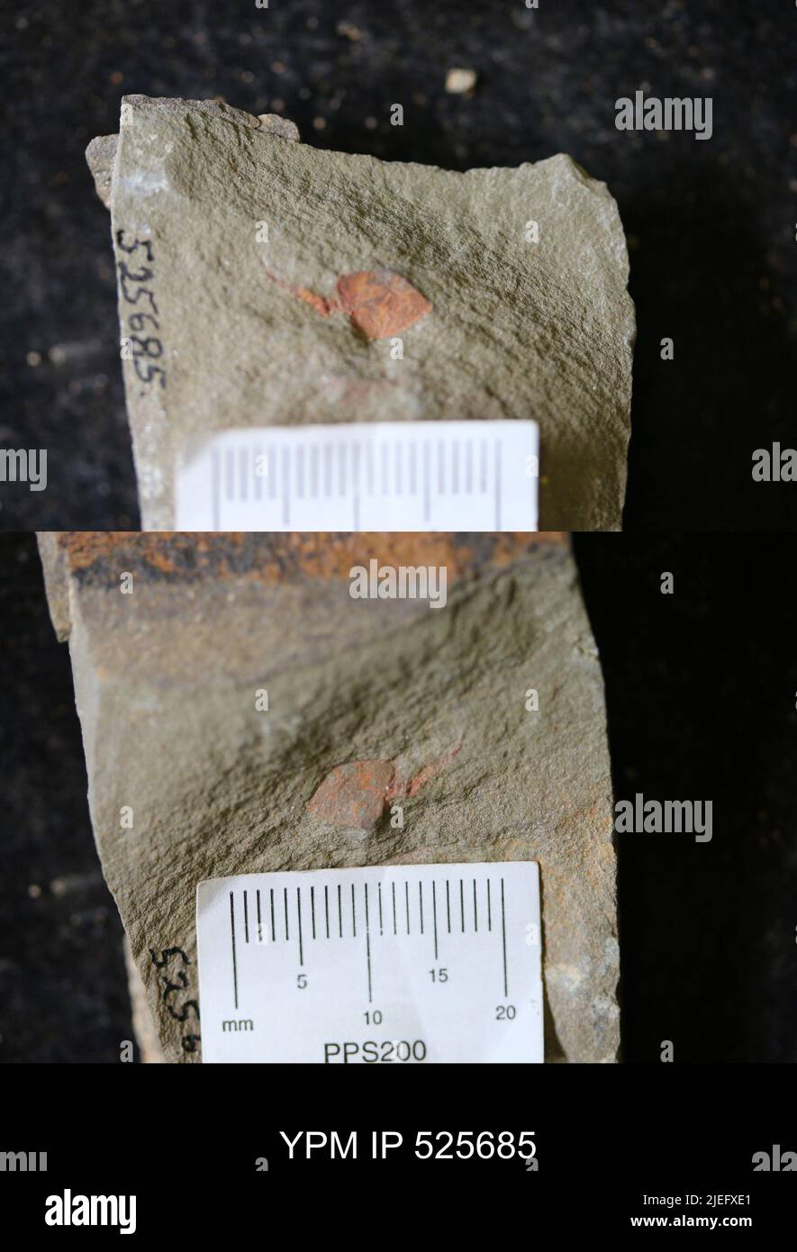 Mitrata ech hi-res stock photography and images - Alamy