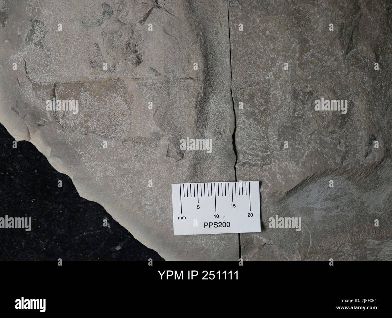 Phyllocarida hi-res stock photography and images - Alamy