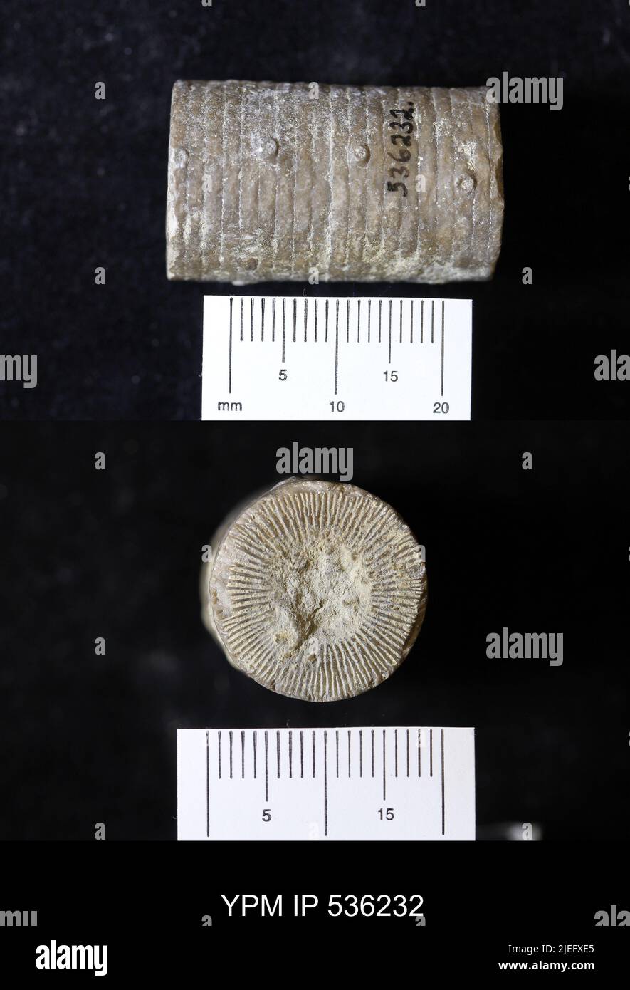Undet crinoidea animalia hi-res stock photography and images - Alamy