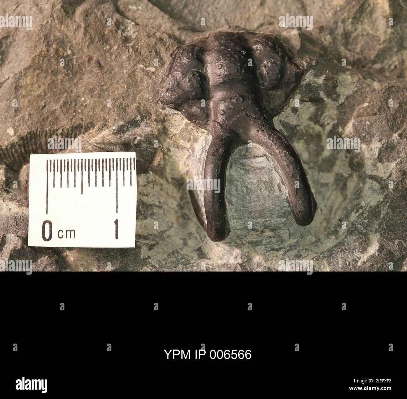 Hamatus hi-res stock photography and images - Alamy