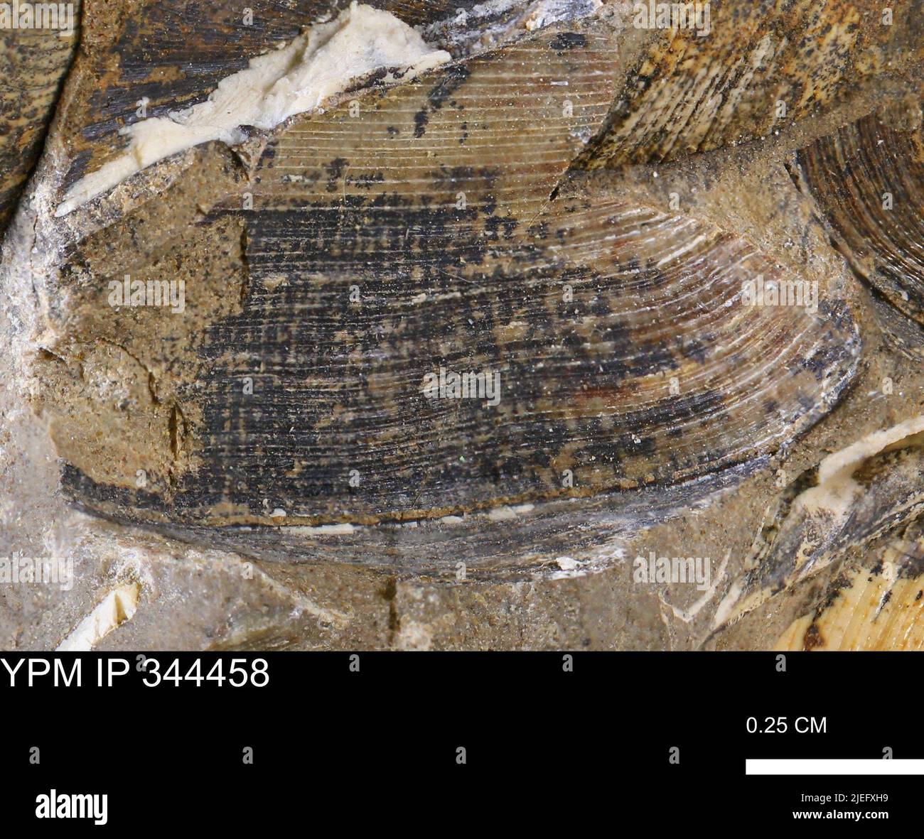 Undet bivalvia animalia hi-res stock photography and images - Alamy