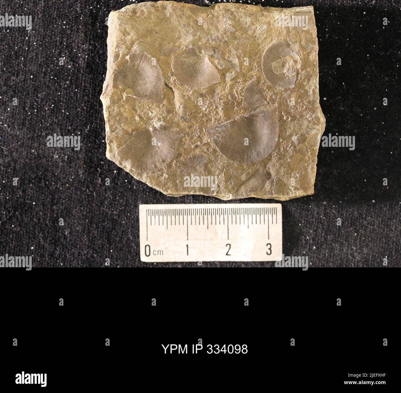 Rafinesquina squamula james hi-res stock photography and images - Alamy