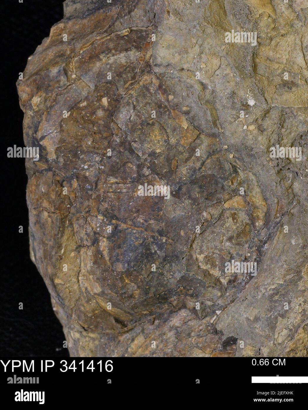 Inoceramus sp animalia hi-res stock photography and images - Alamy