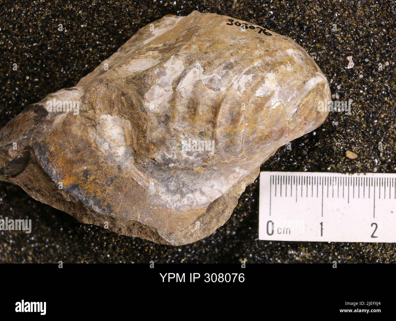 Inoceramus sp animalia hi-res stock photography and images - Alamy