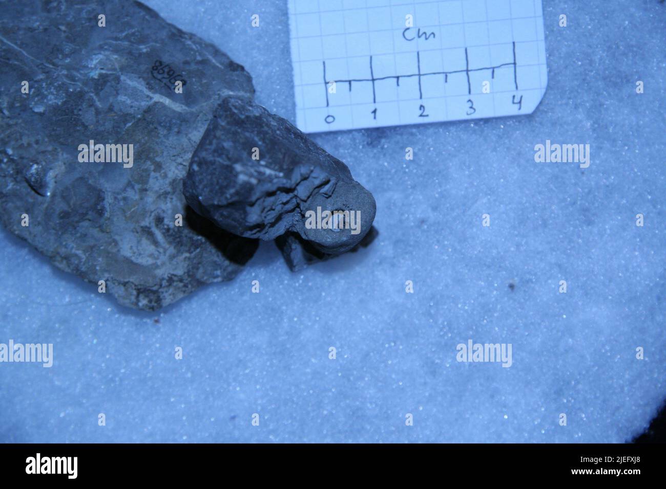Protocycloceras hi-res stock photography and images - Alamy