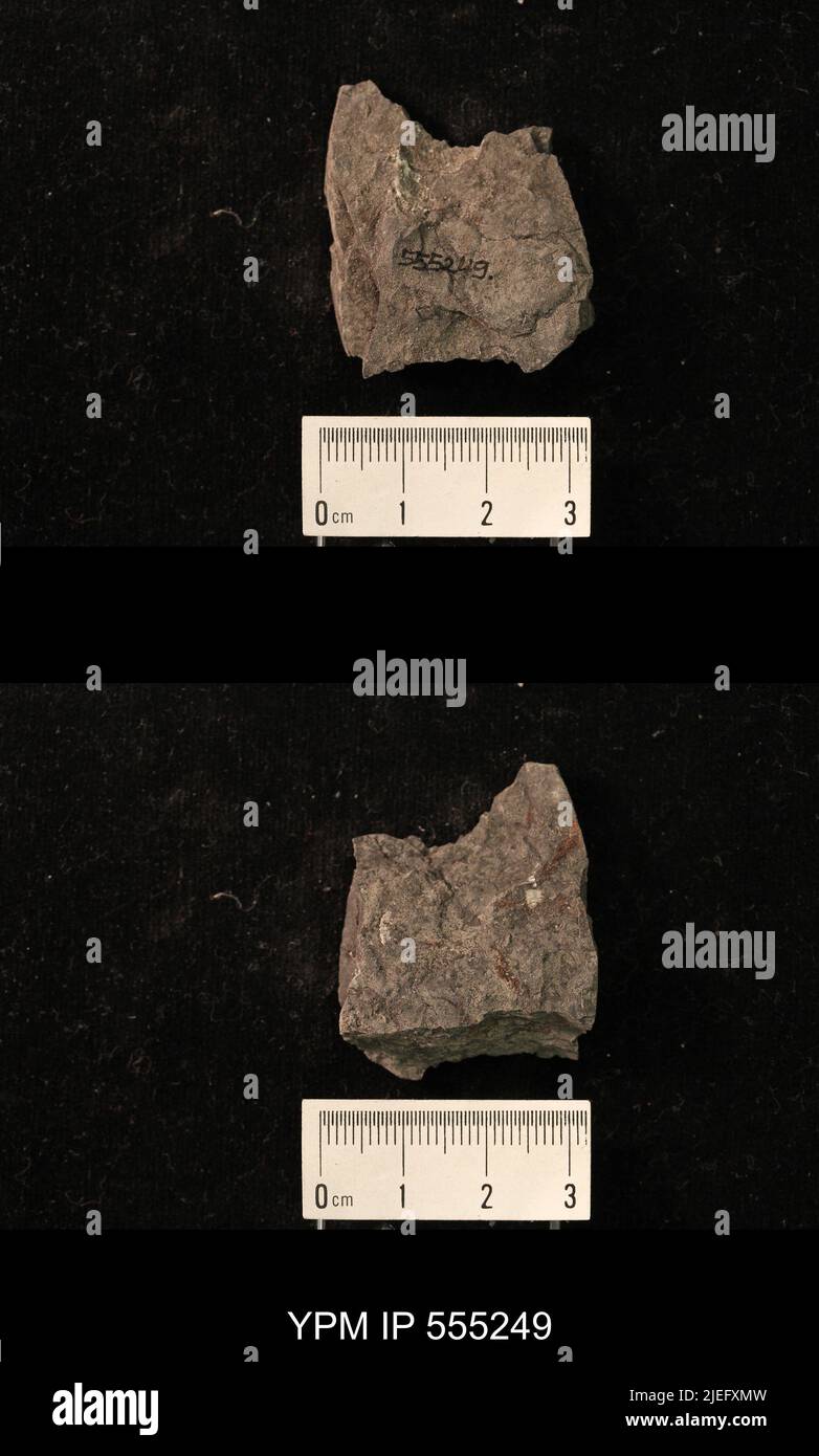 Productus cora d'Orbigny Stock Photo - Alamy