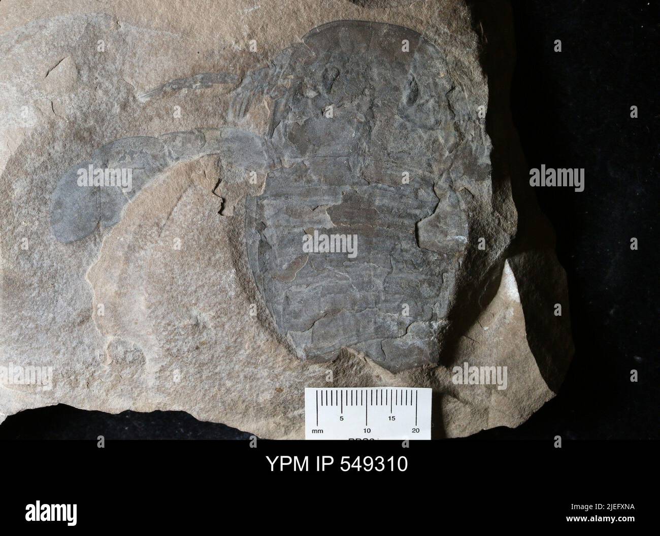 Eurypterus sp animalia hi-res stock photography and images - Alamy