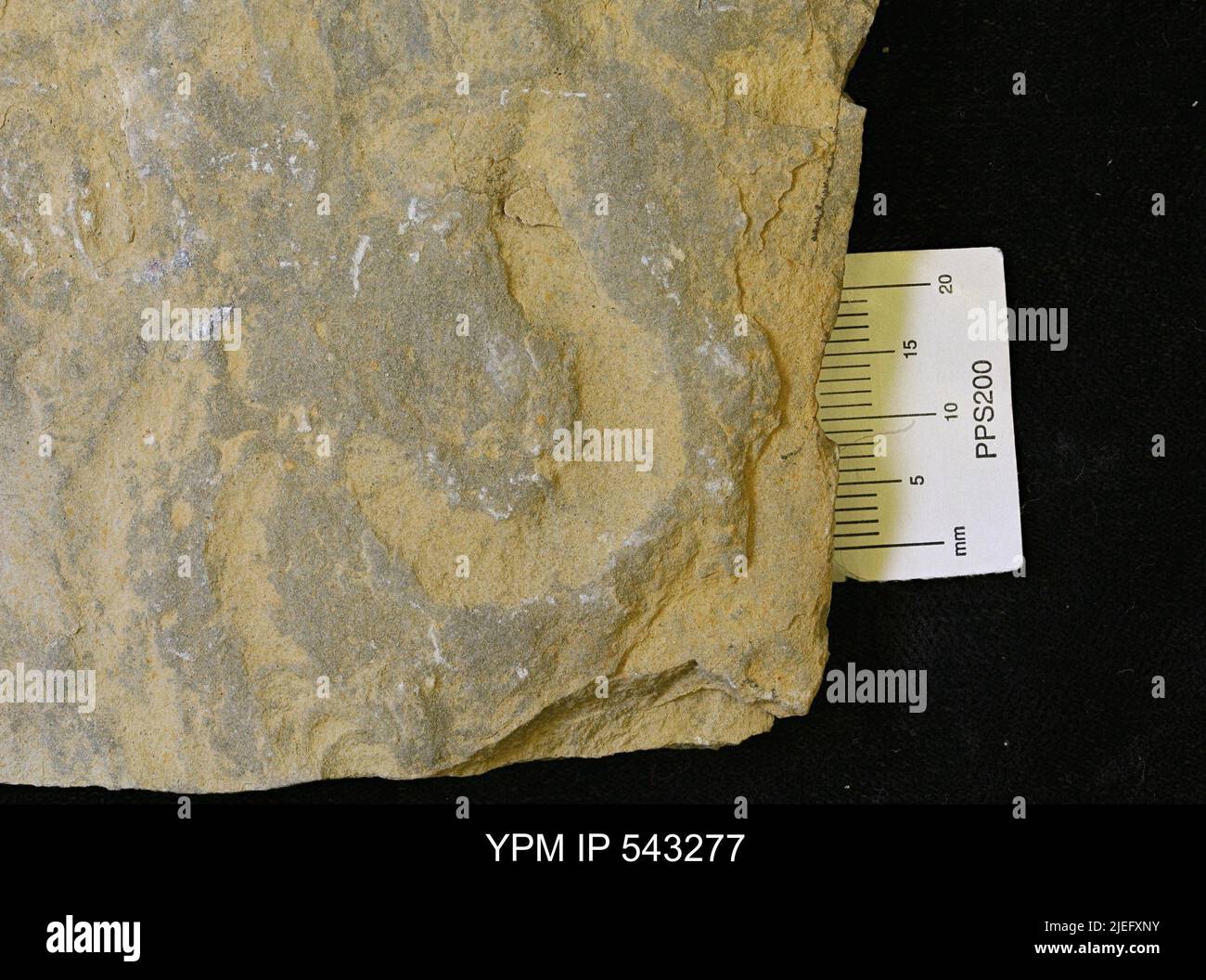 Missourensis hi-res stock photography and images - Alamy