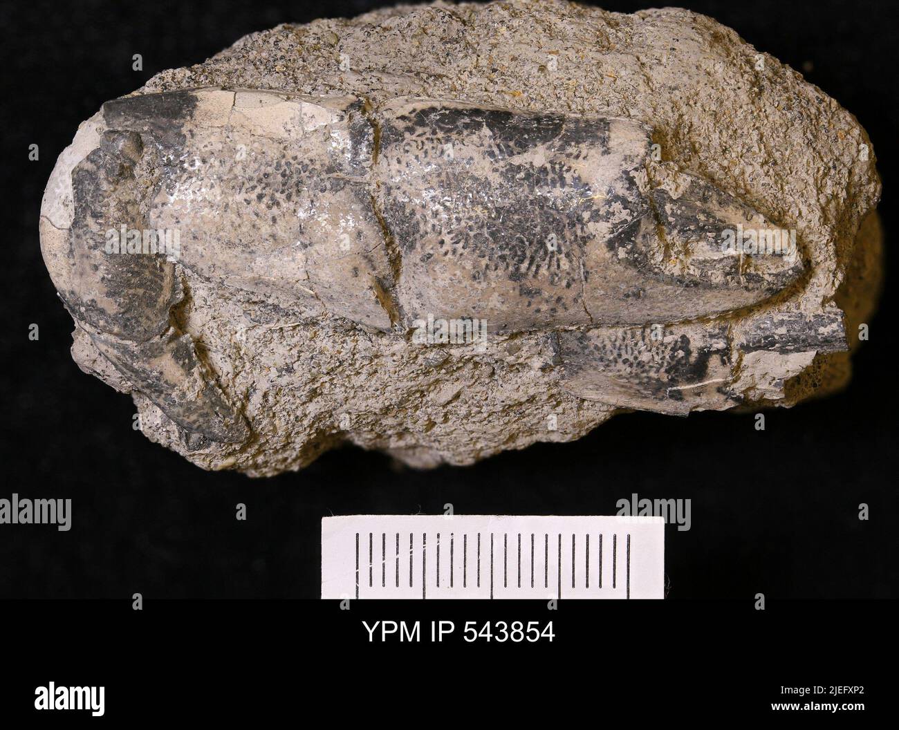 Protocallianassa mortoni (Pilsbry Stock Photo - Alamy