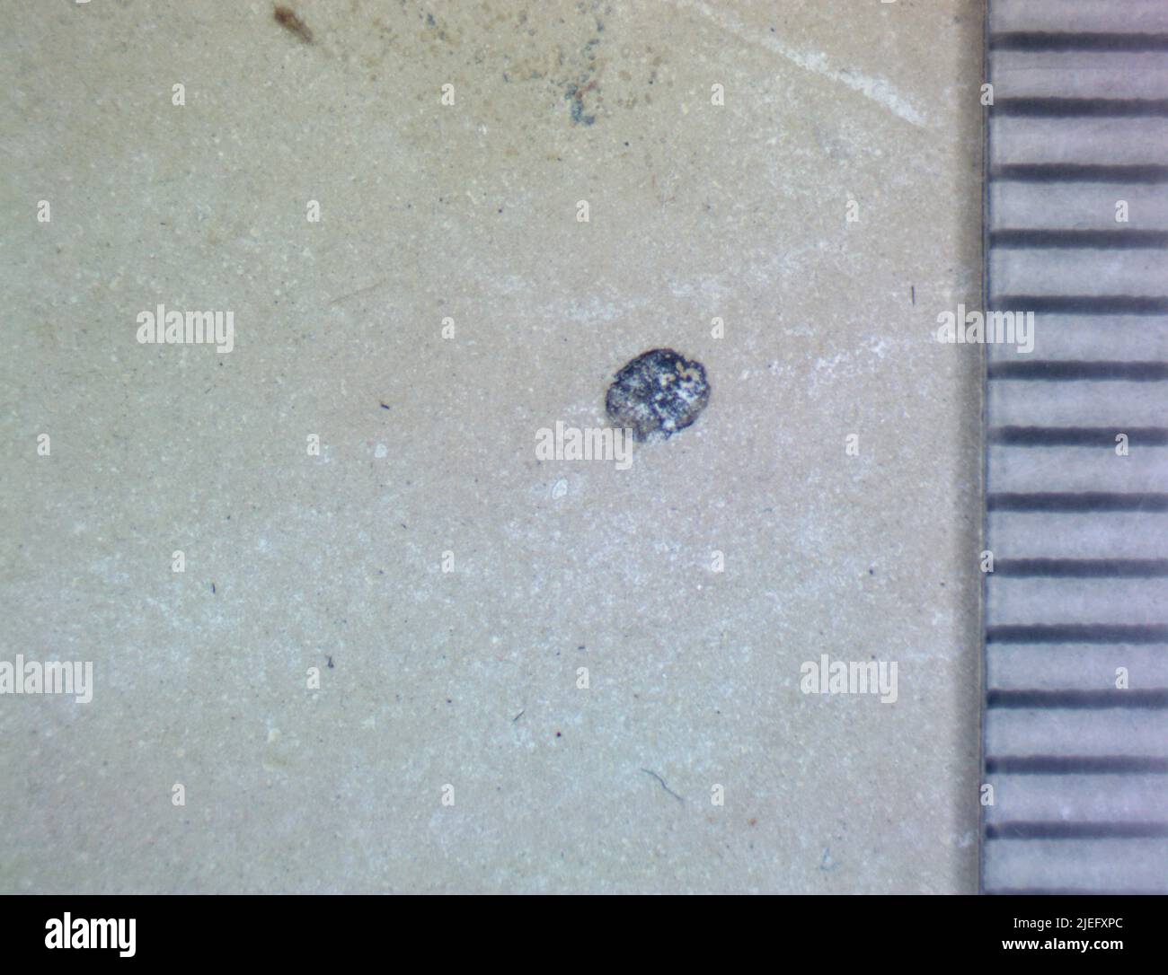 Pest control hexapoda hi-res stock photography and images - Alamy