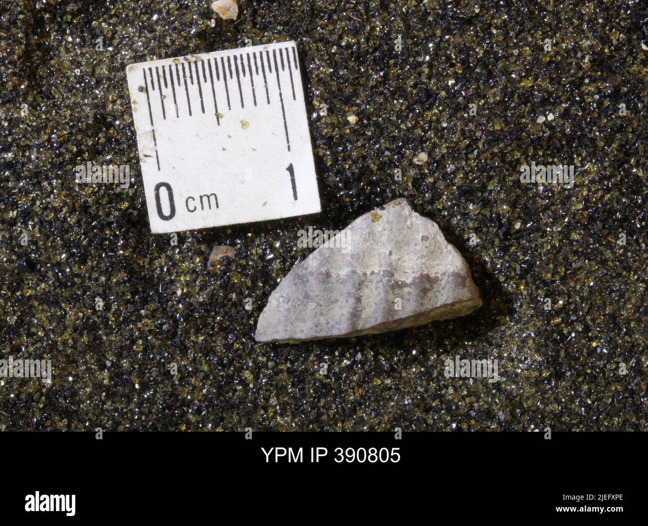 Scaphitidae animalia hi-res stock photography and images - Alamy
