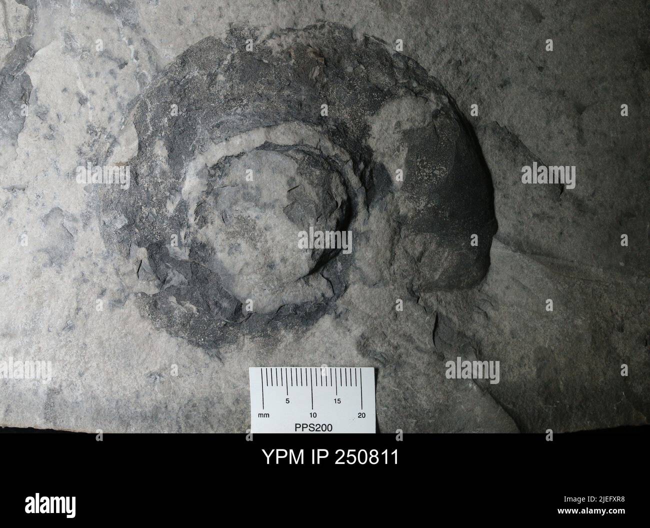 Cephalopoda taxonomy hi-res stock photography and images - Alamy