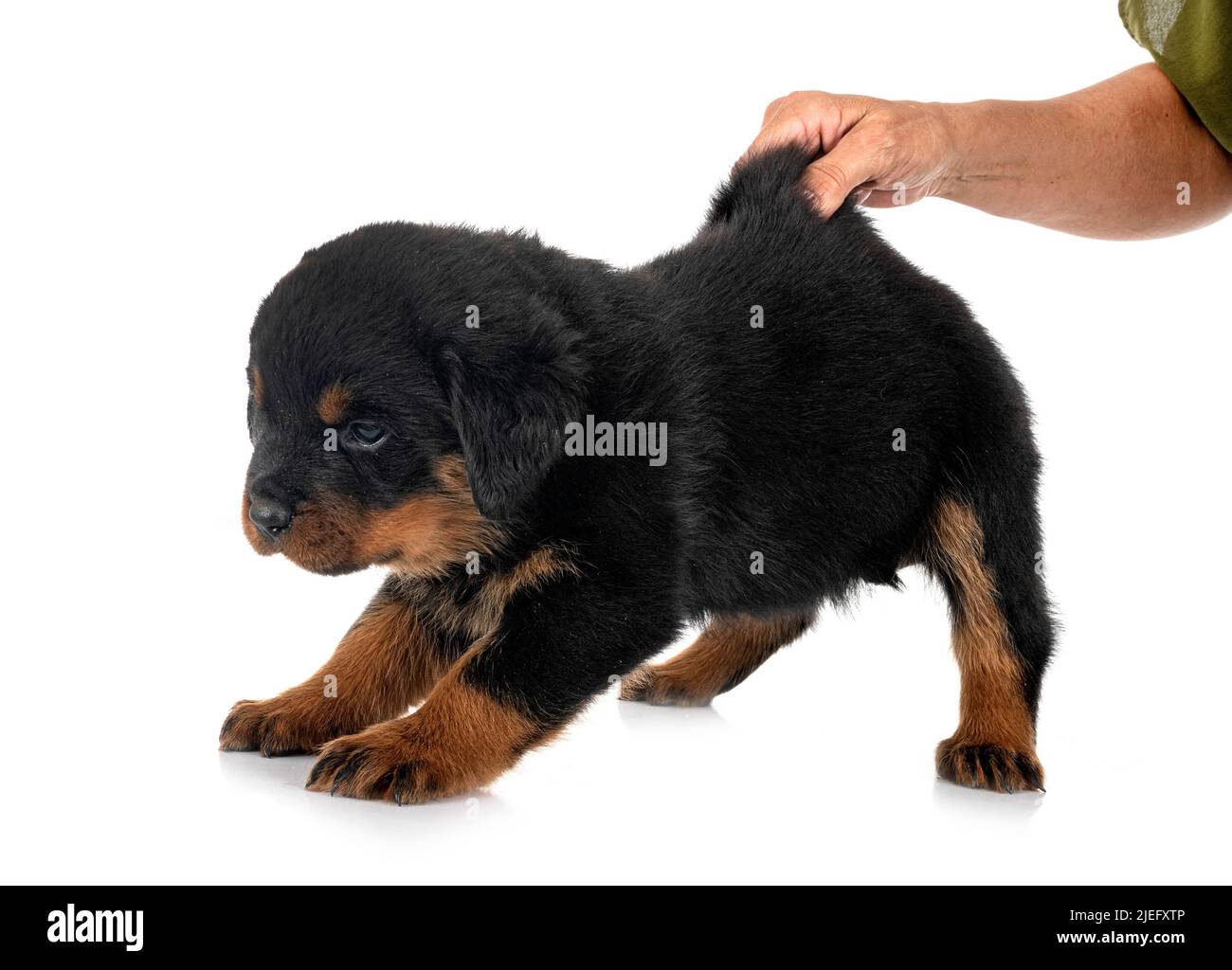 puppy purebred rottweiler in front of white background Stock Photo - Alamy