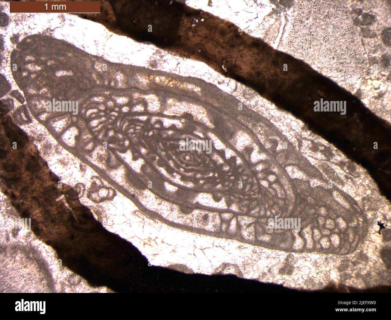 Rhizop hi-res stock photography and images - Alamy