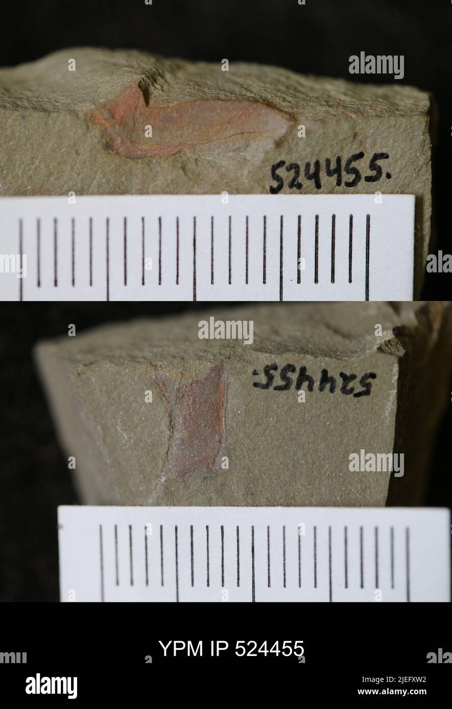 Cothurnocystis sp animalia hi-res stock photography and images - Alamy