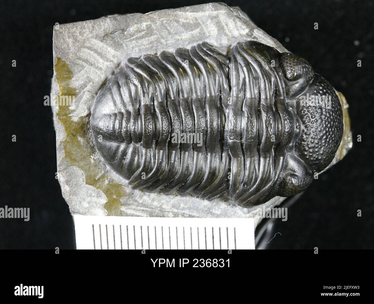 Phacops rana (Green Stock Photo - Alamy