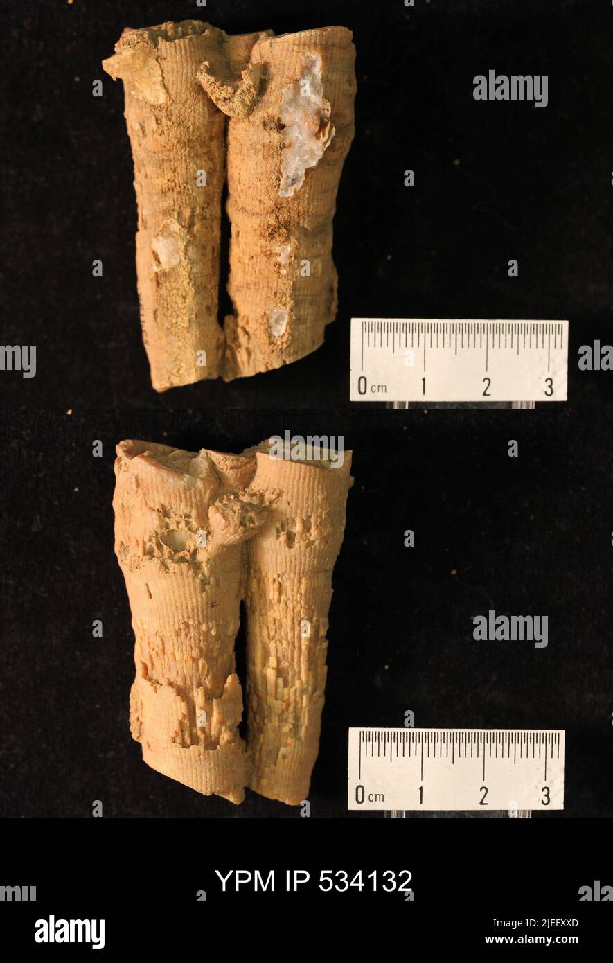 Lithostrotion proliferum Hall Stock Photo - Alamy