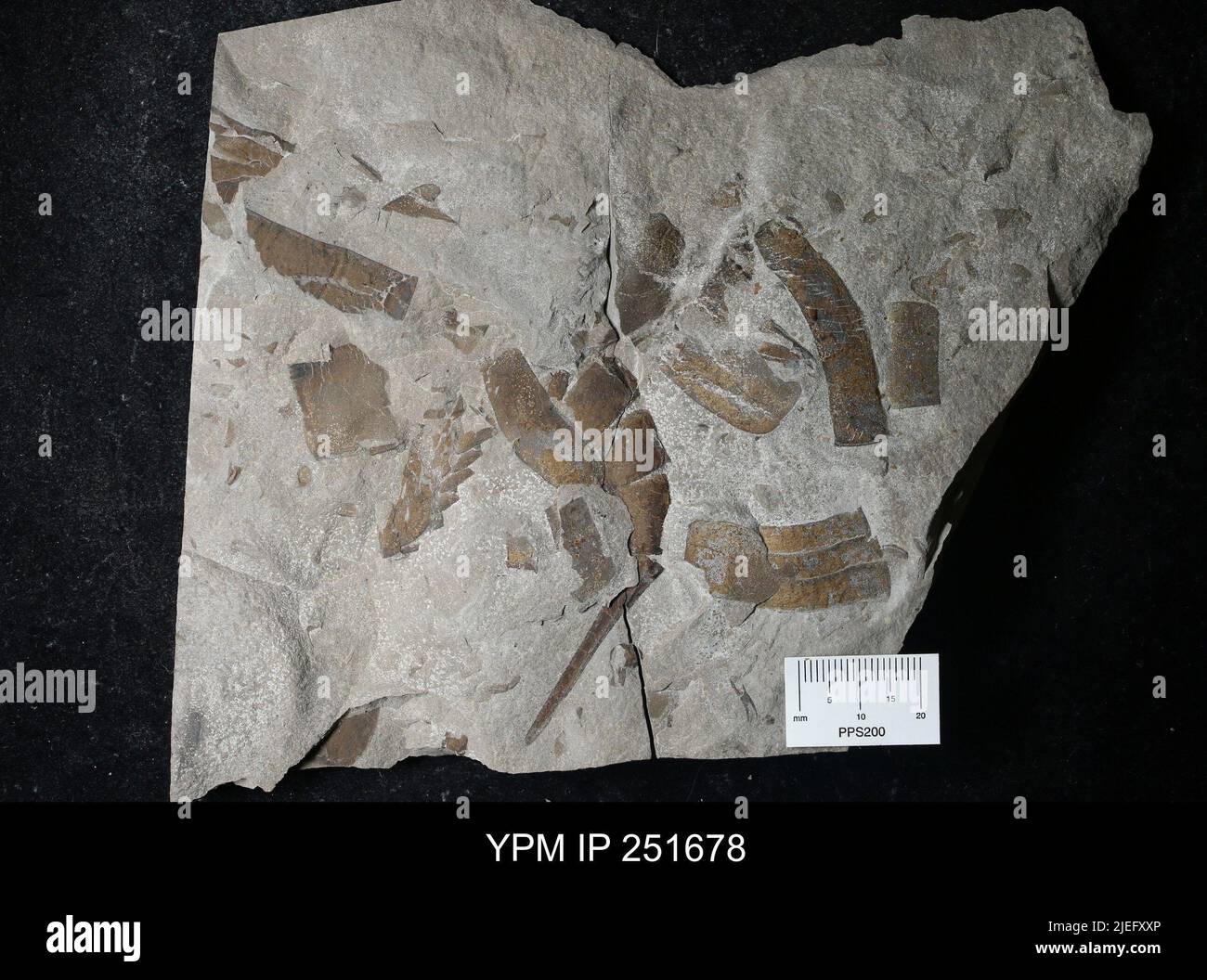 Eurypterus sp hi-res stock photography and images - Alamy