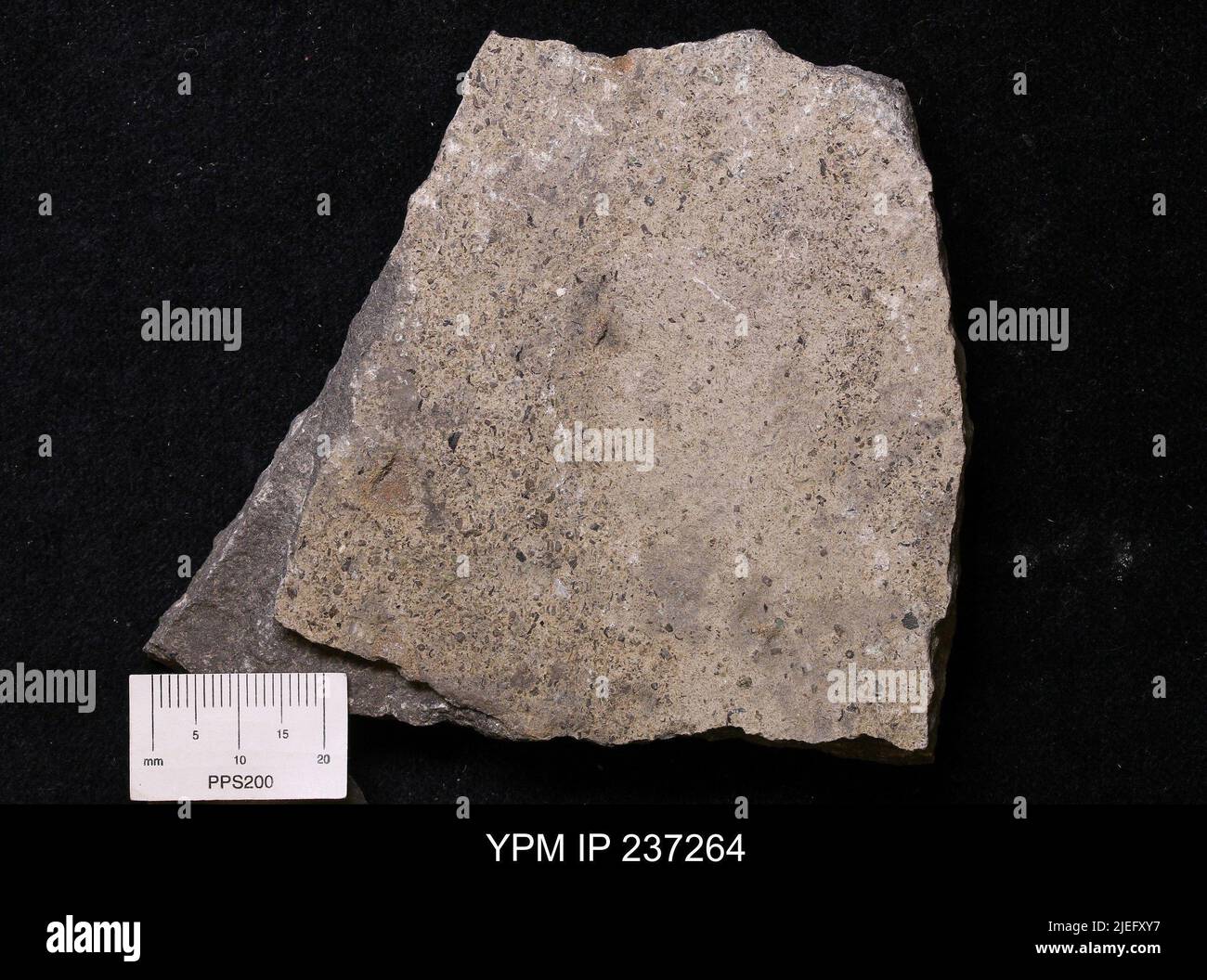 Conodonta conodonts hi-res stock photography and images - Alamy