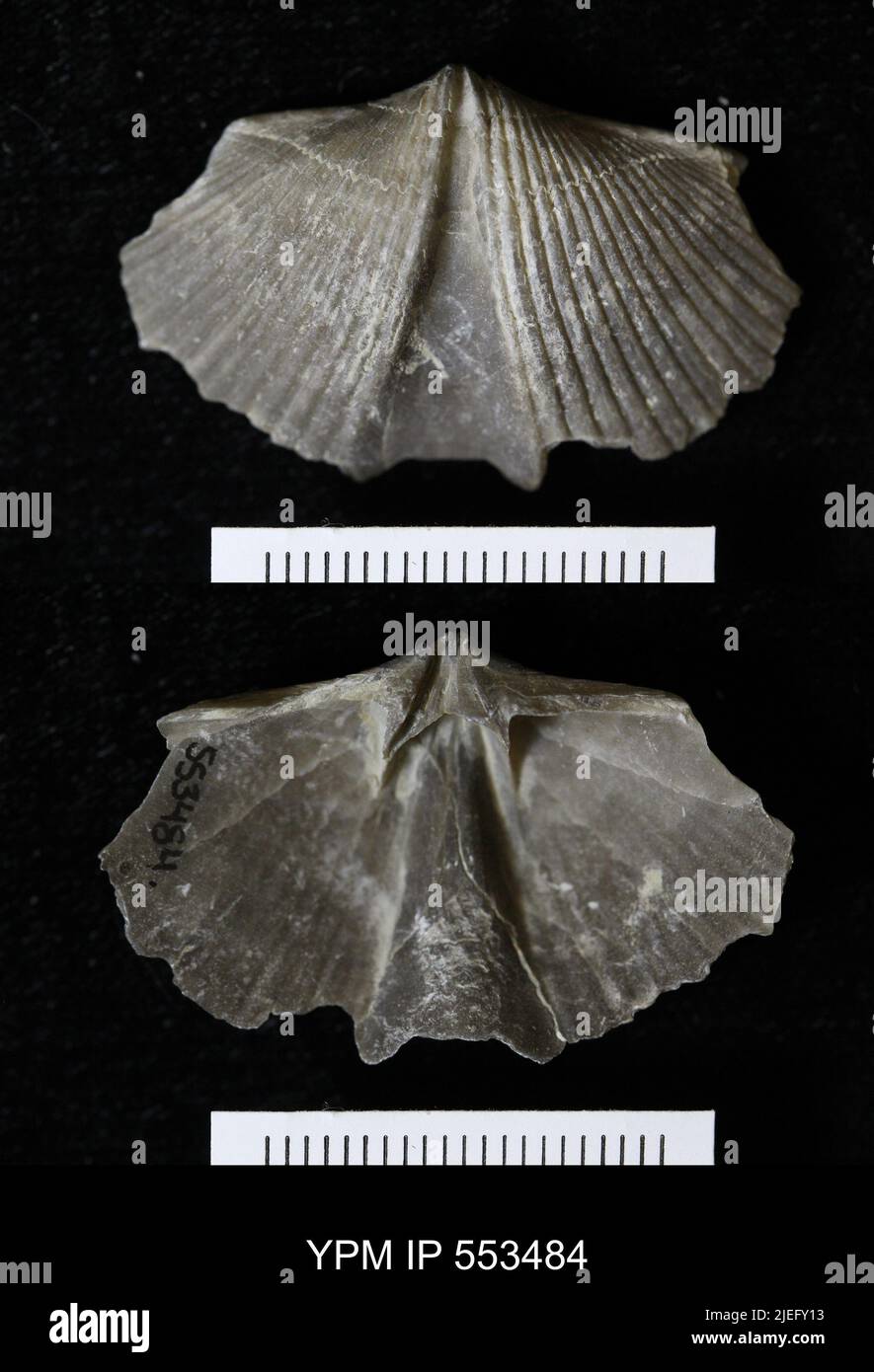 Spirifer audacula Conrad, 1842 Stock Photo - Alamy