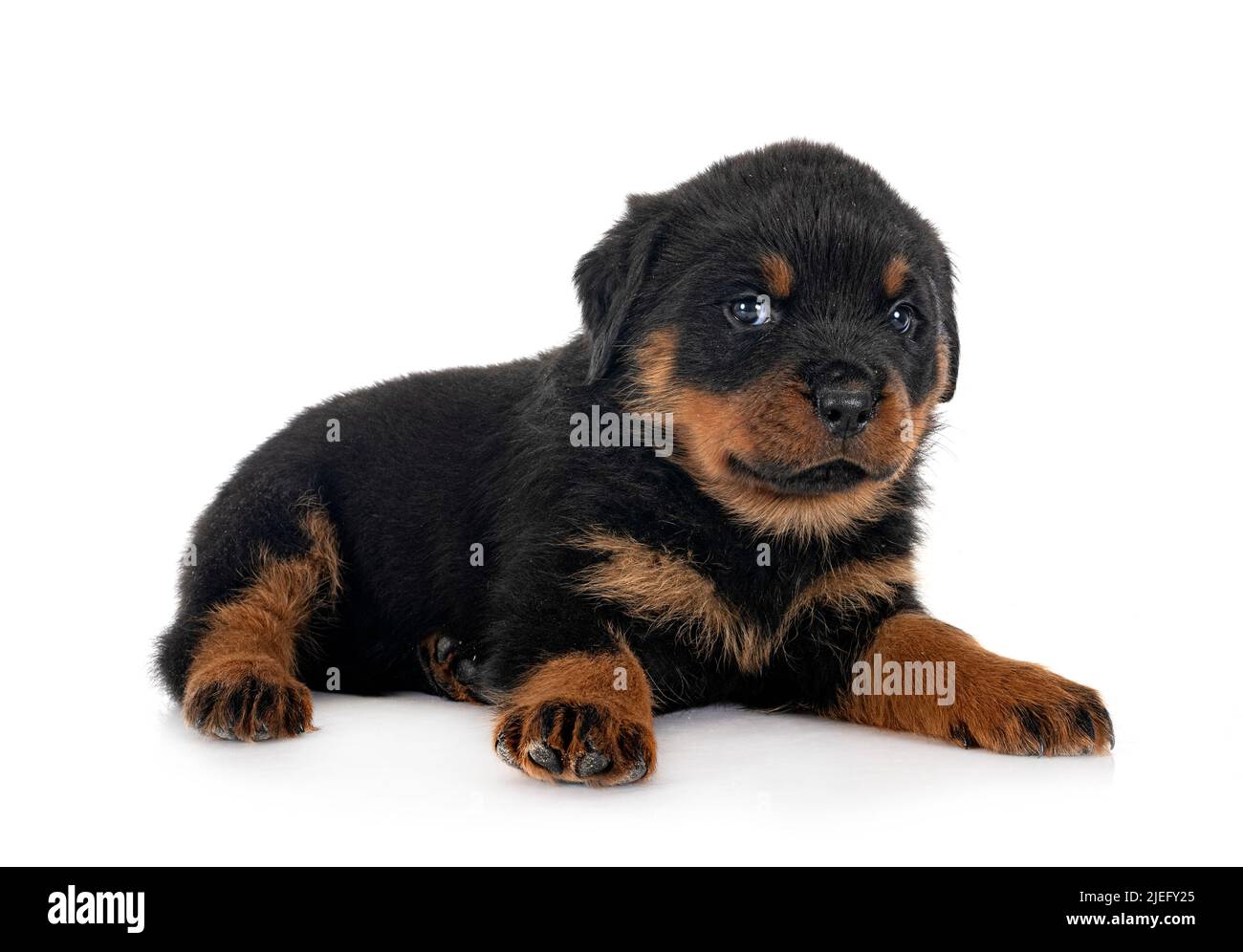 puppy purebred rottweiler in front of white background Stock Photo - Alamy