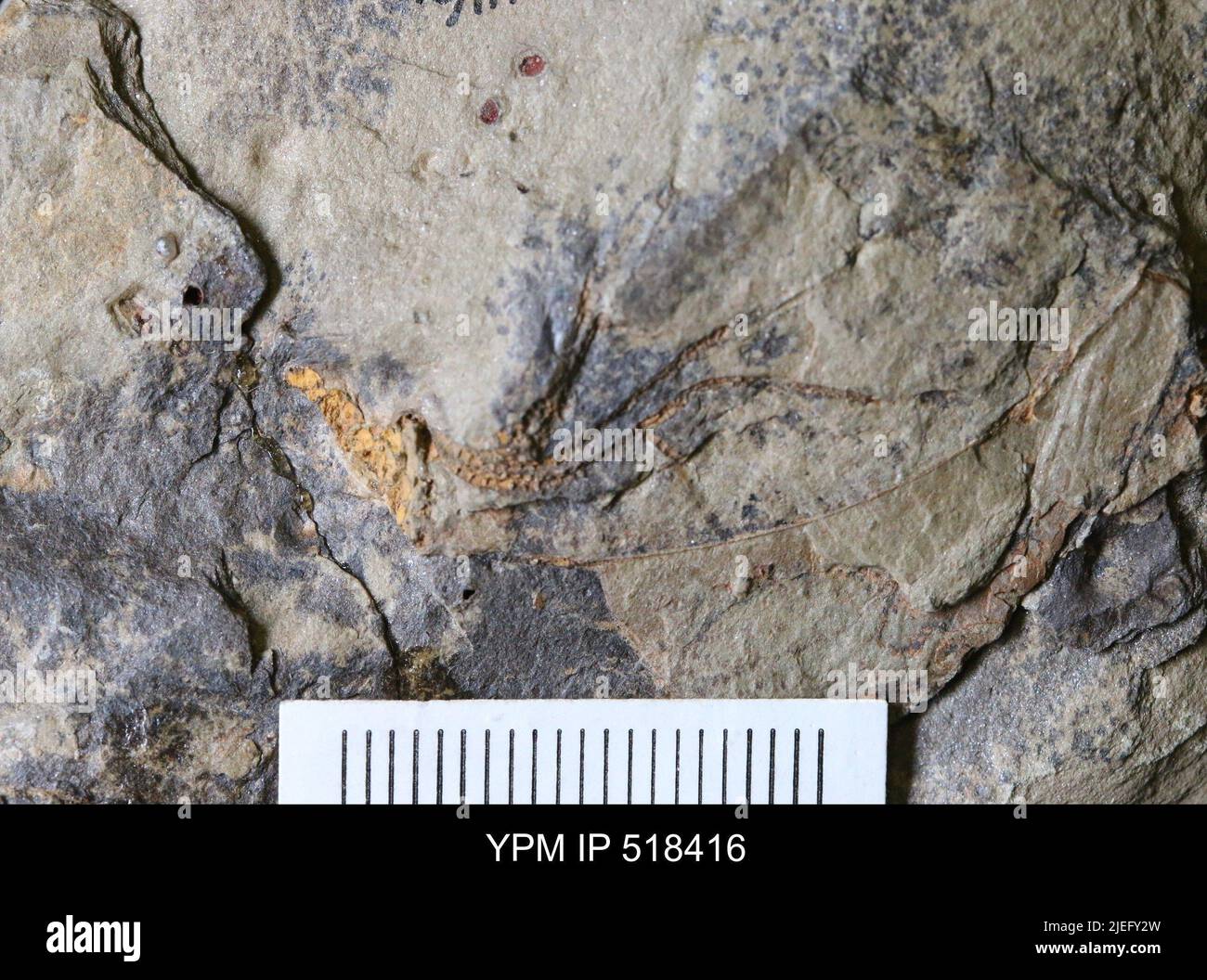 Eocrinoidea hi-res stock photography and images - Alamy