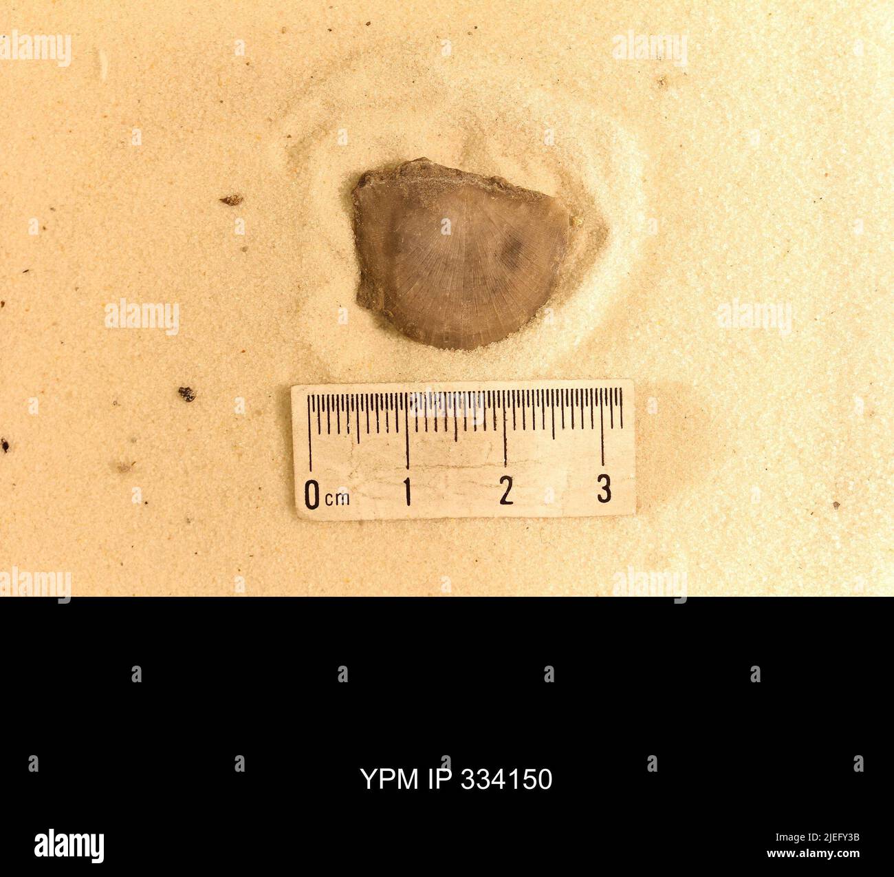 Rafinesquina hi-res stock photography and images - Alamy