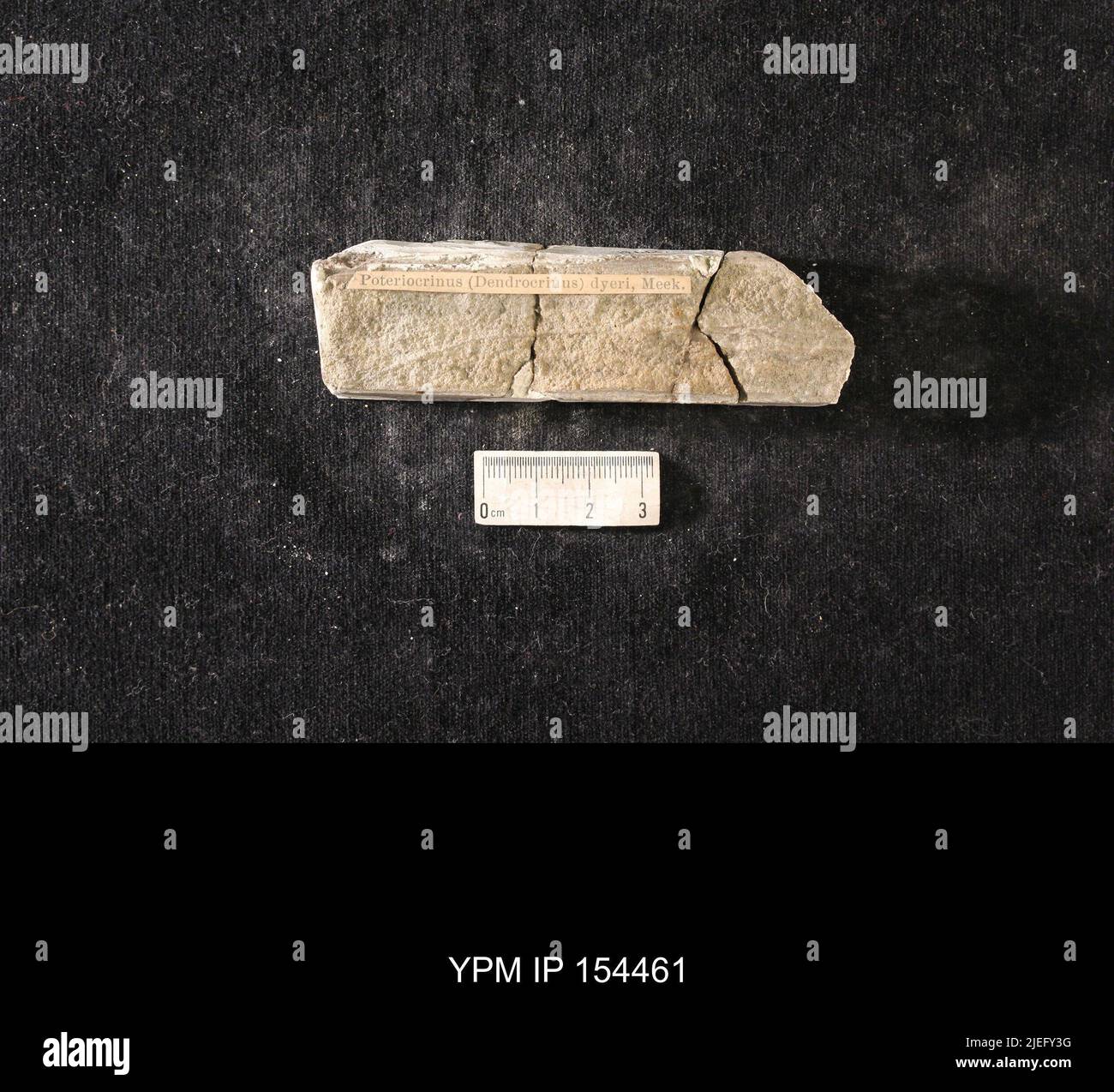 Poteriocrinus (Dendrocrinus) dyeri Stock Photo - Alamy