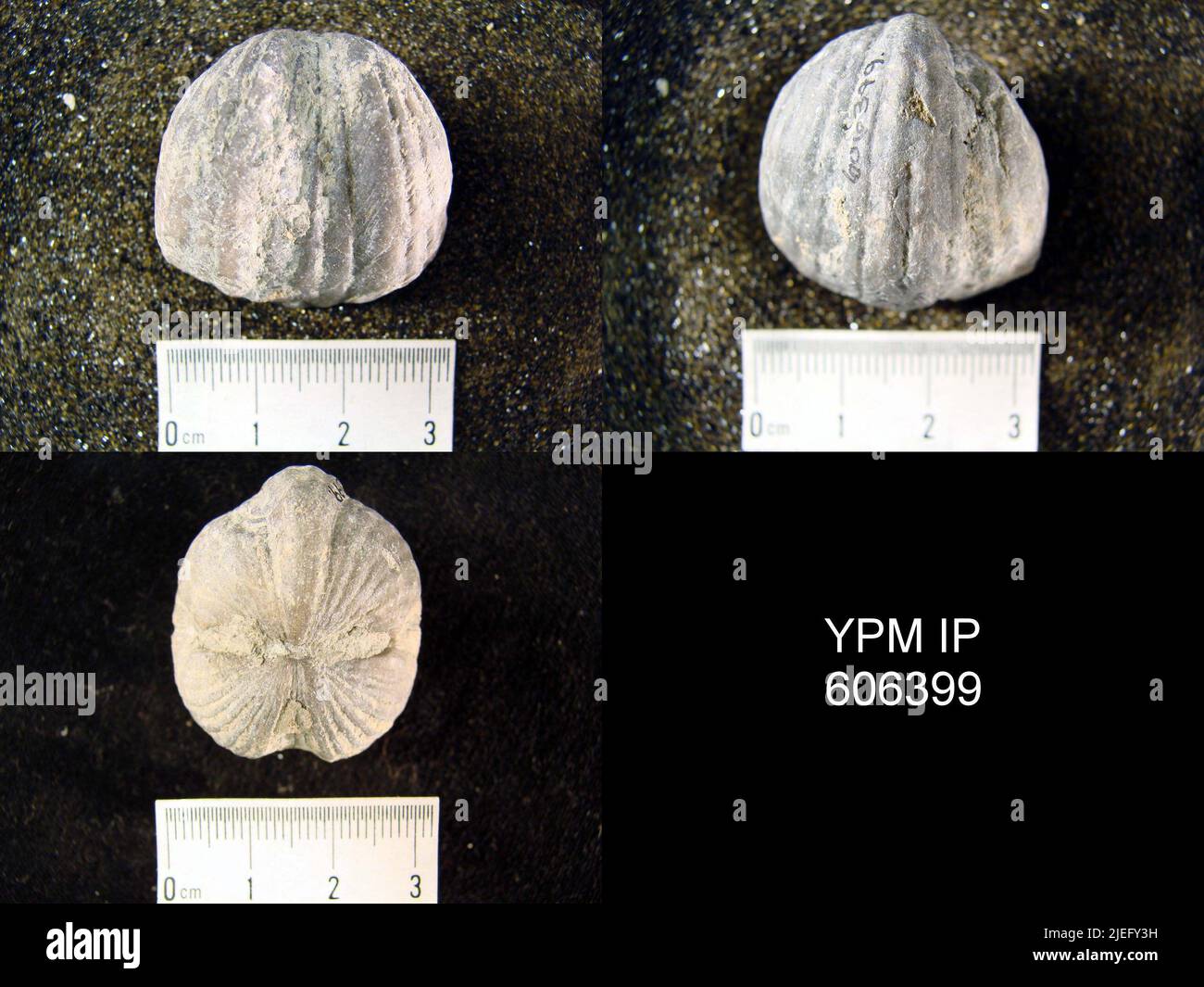 Platystrophia lynx (von Eichwald Stock Photo - Alamy