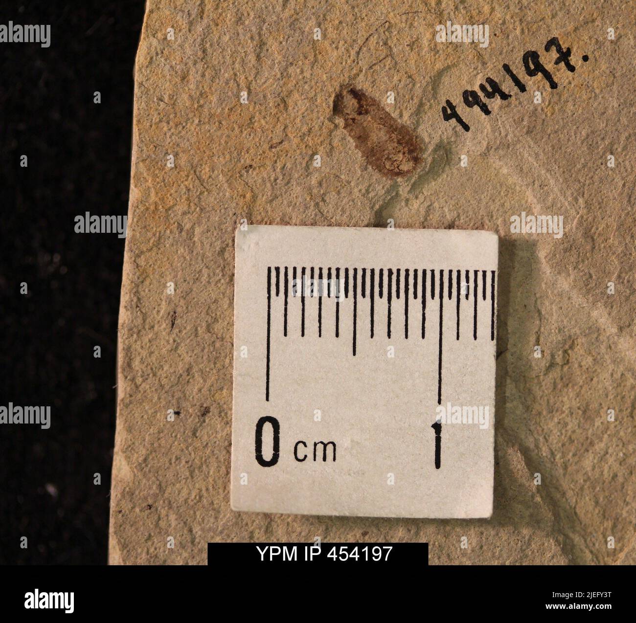 Order blattaria hi-res stock photography and images - Alamy