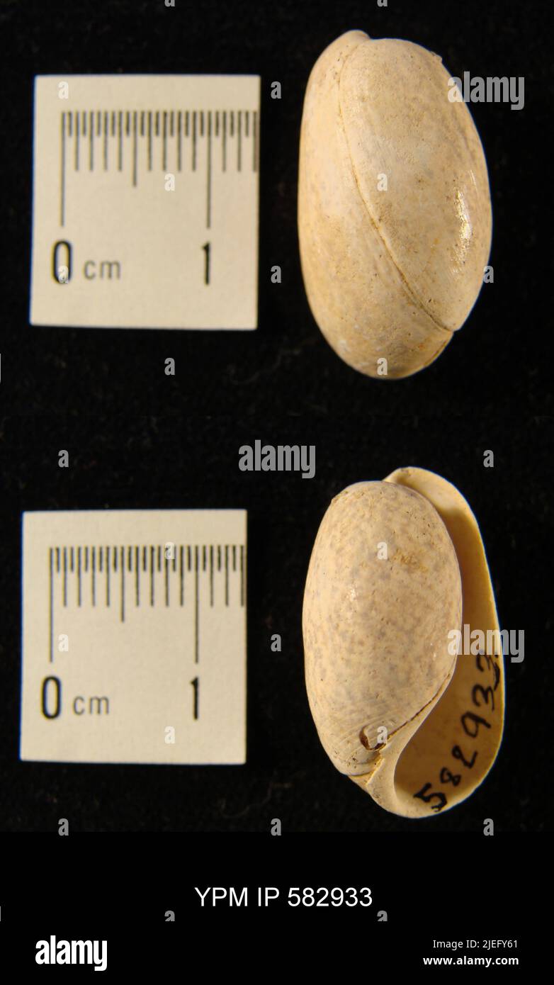 Bulla occidentalis a adams animalia hi-res stock photography and images ...