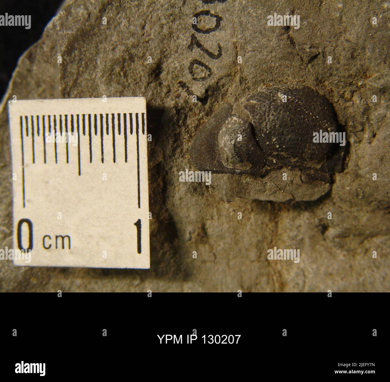 Eldredgeops rana (Green Stock Photo - Alamy