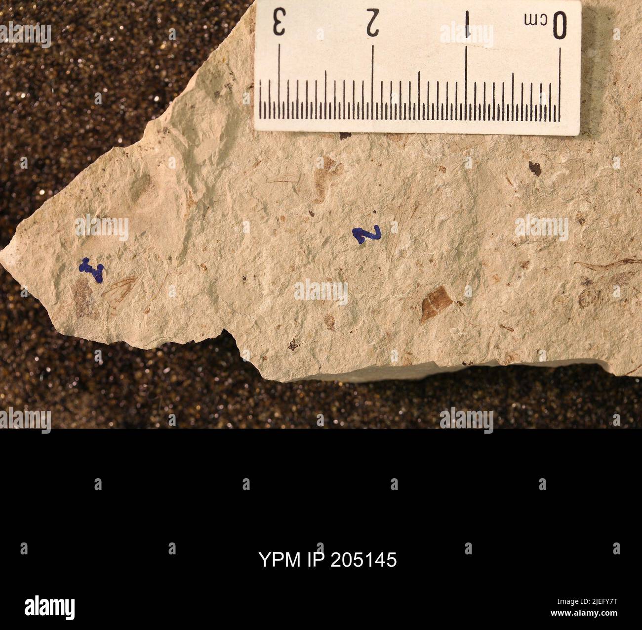 Fossilized bodies hi-res stock photography and images - Alamy