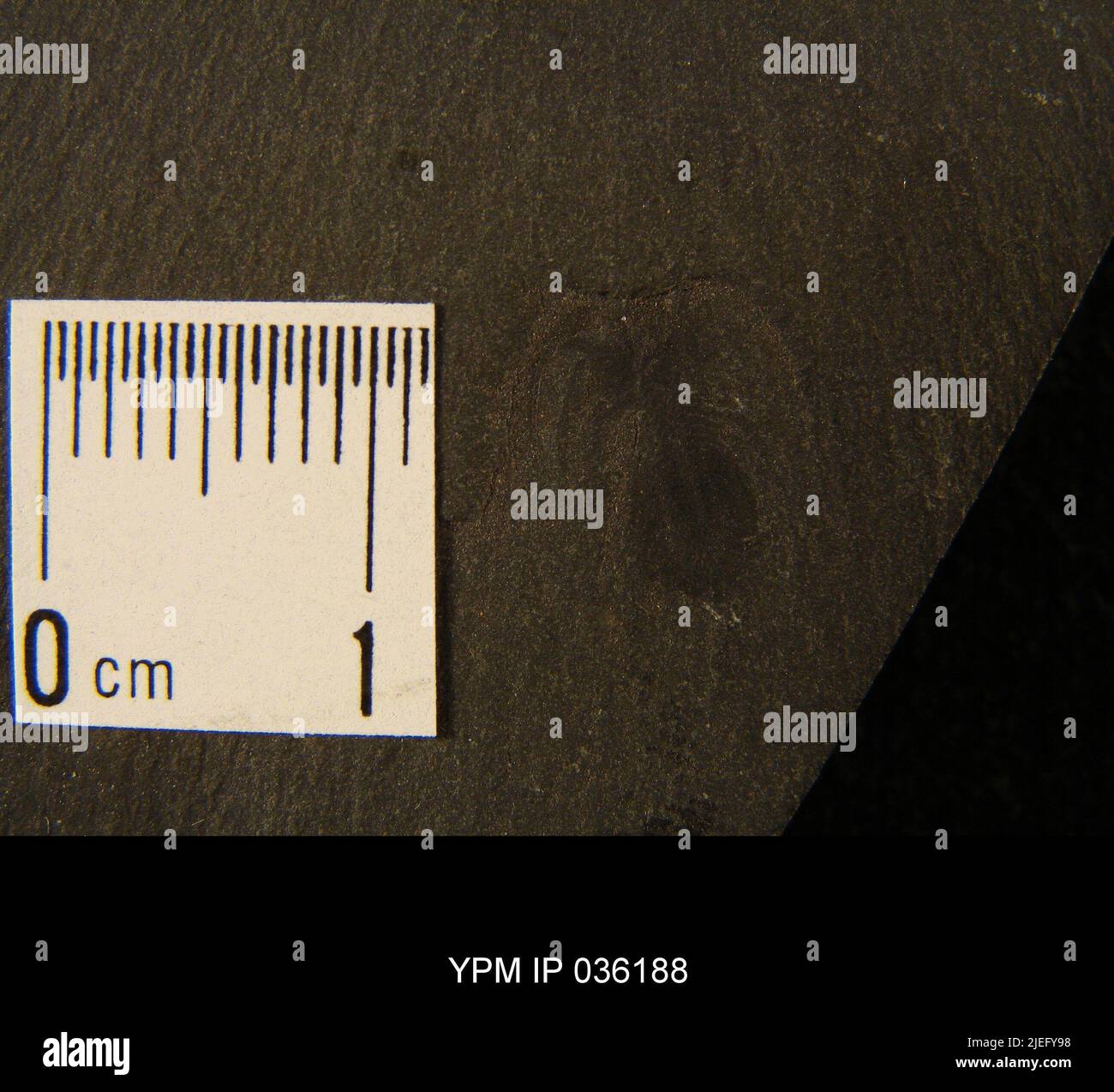 Marrella fossil hi-res stock photography and images - Alamy