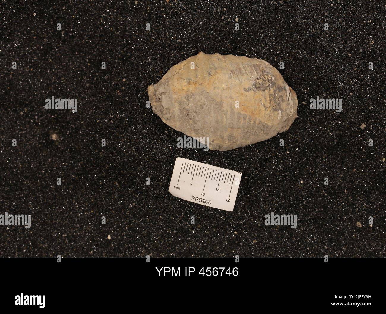 Scaphites ventricosus stantoni reeside animalia hi-res stock ...