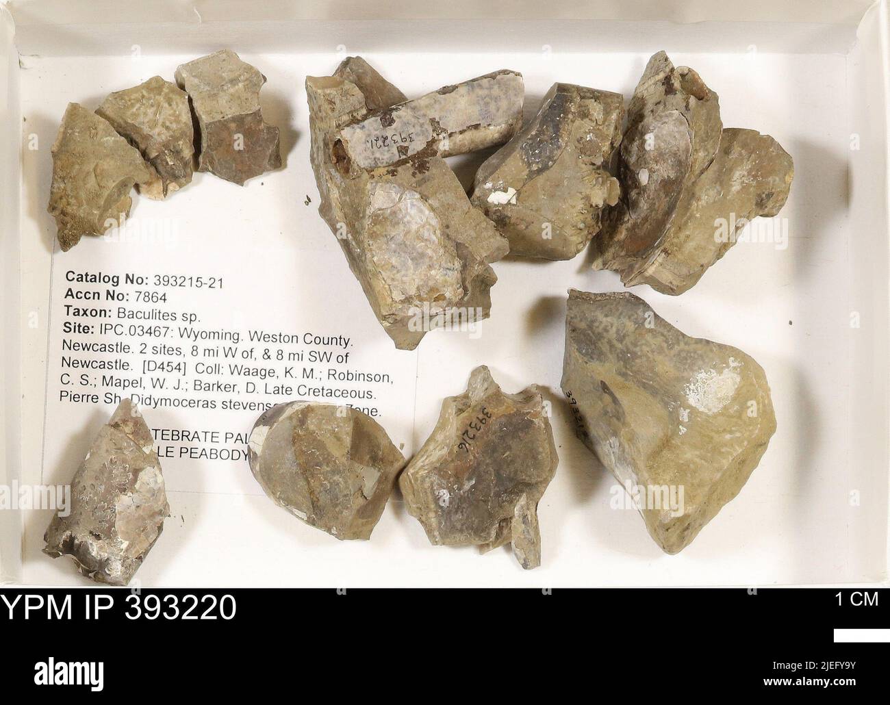 Baculites sp animalia hi-res stock photography and images - Alamy