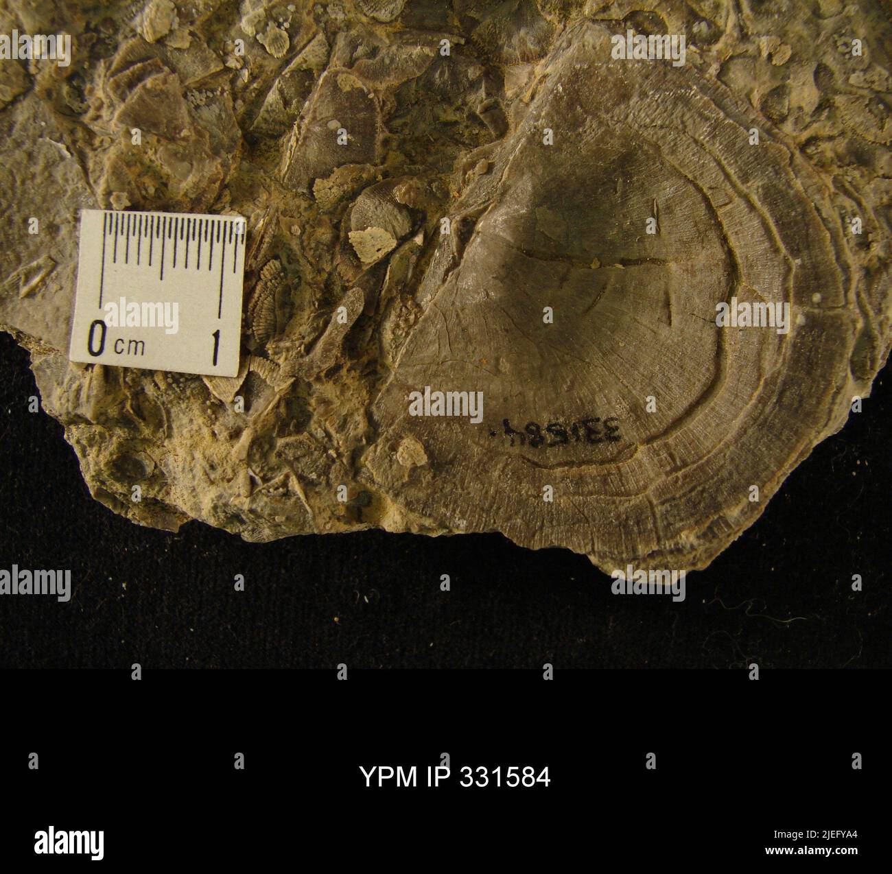 Rafinesquina hi-res stock photography and images - Alamy