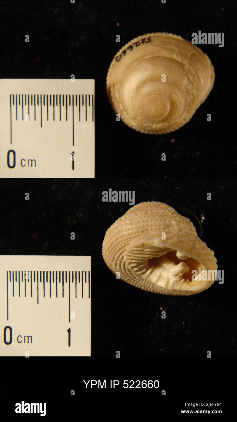 Clanculus hi-res stock photography and images - Alamy
