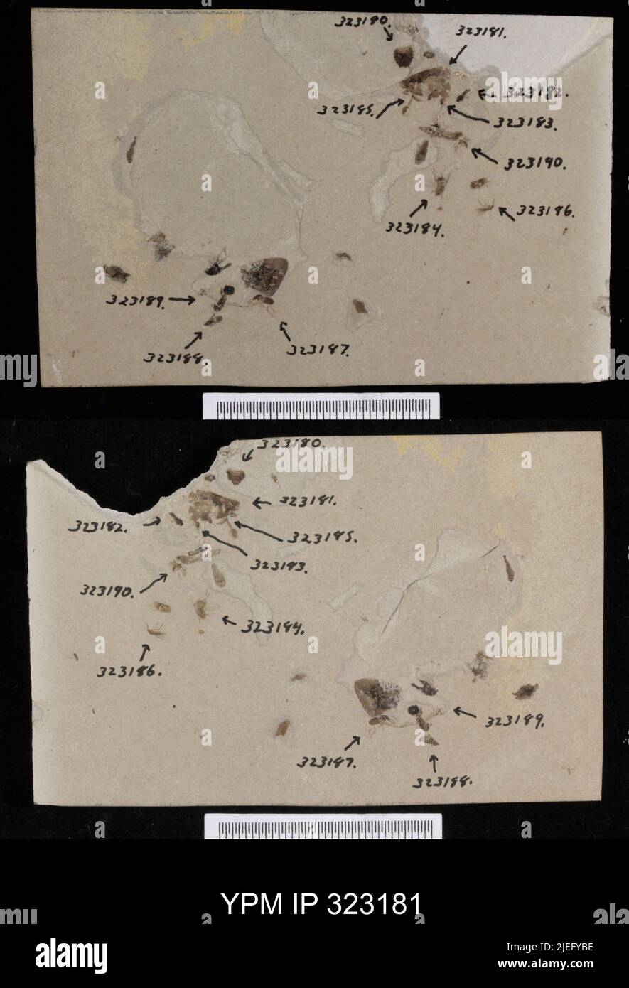 Hemiptera taxonomy hi-res stock photography and images - Alamy