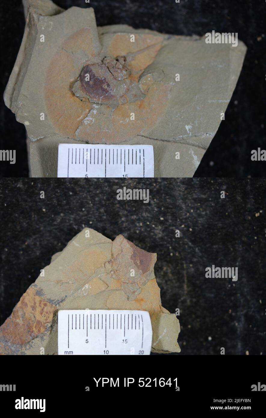 Xiphosurida hi-res stock photography and images - Alamy