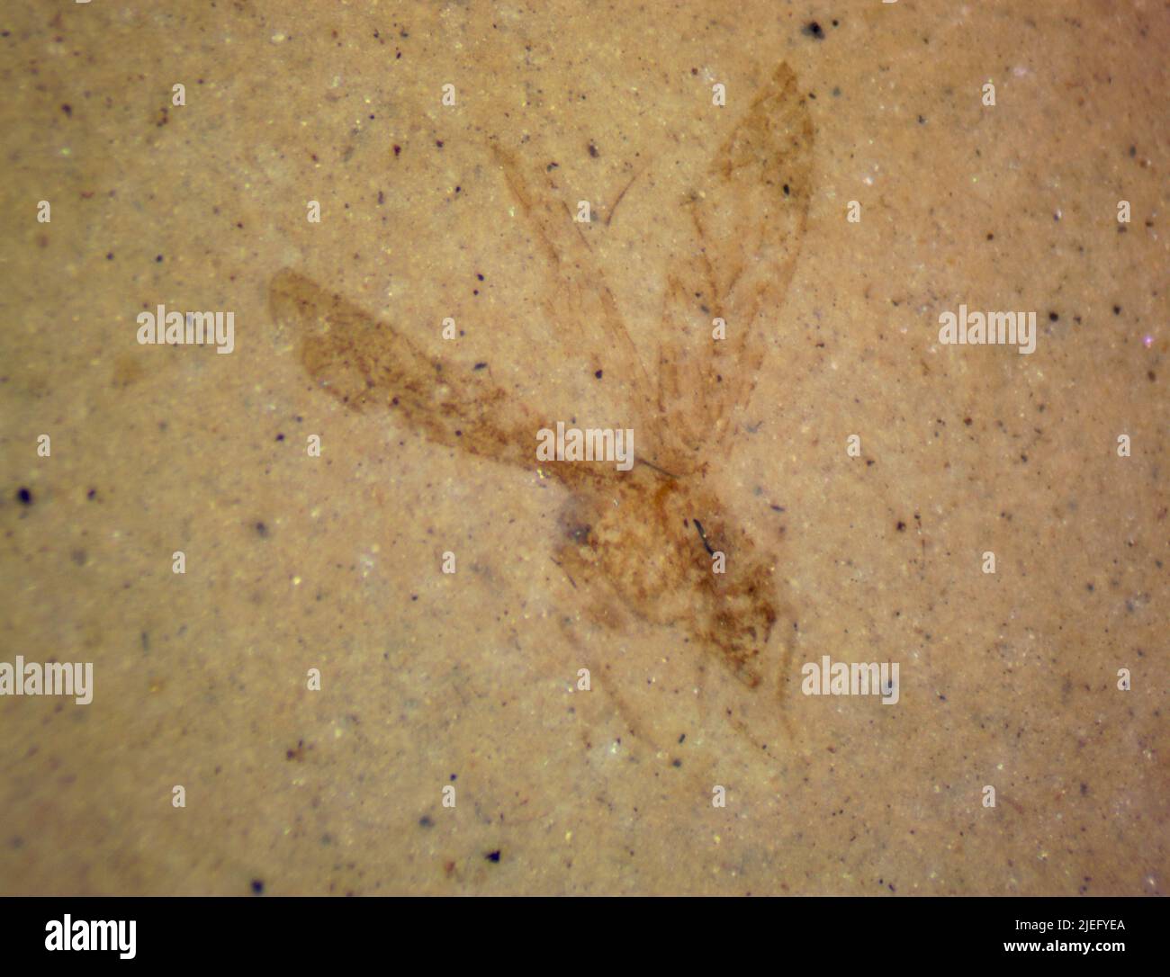 Undet pterygota animalia hi-res stock photography and images - Alamy