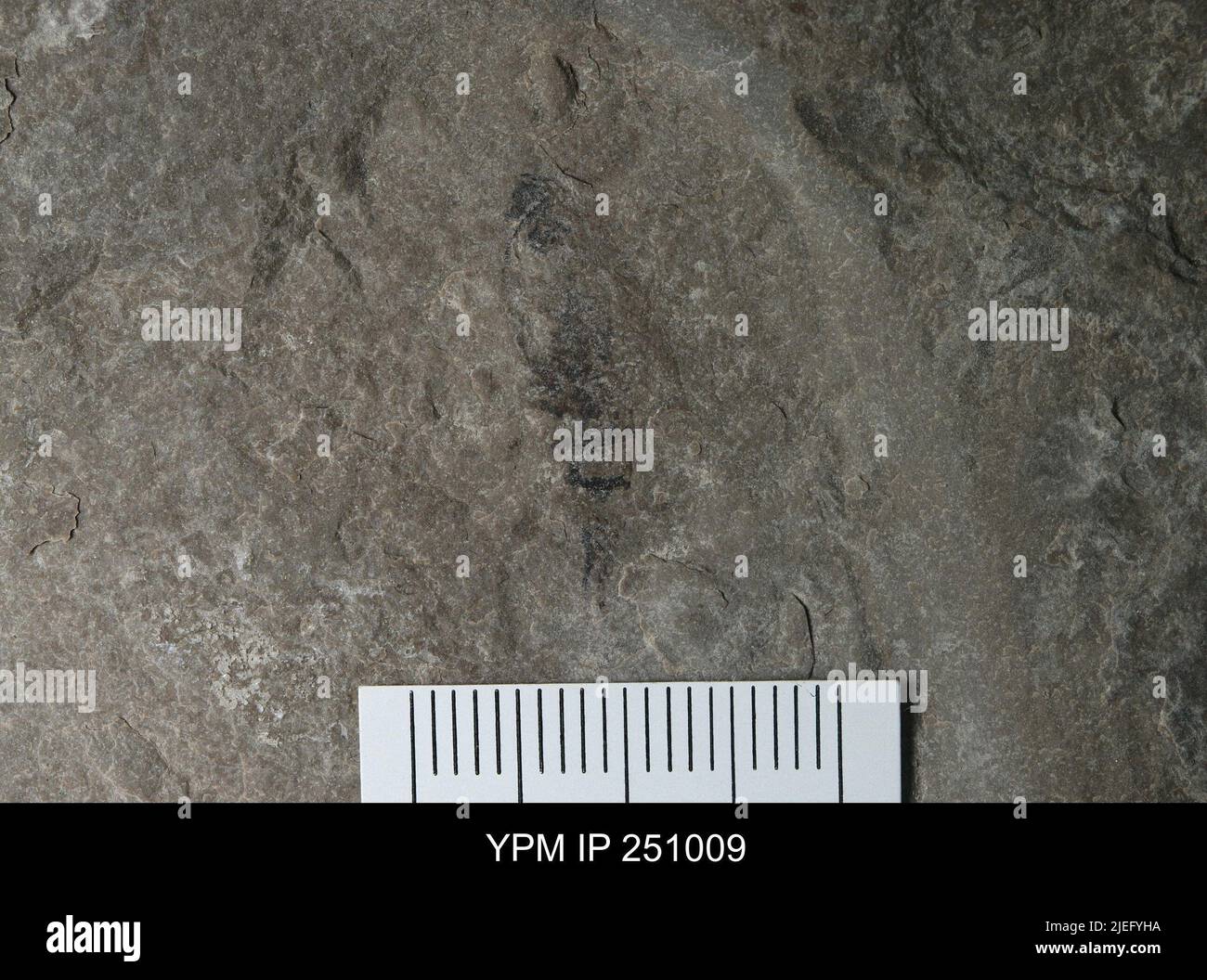 Undet xiphosurida hi-res stock photography and images - Alamy