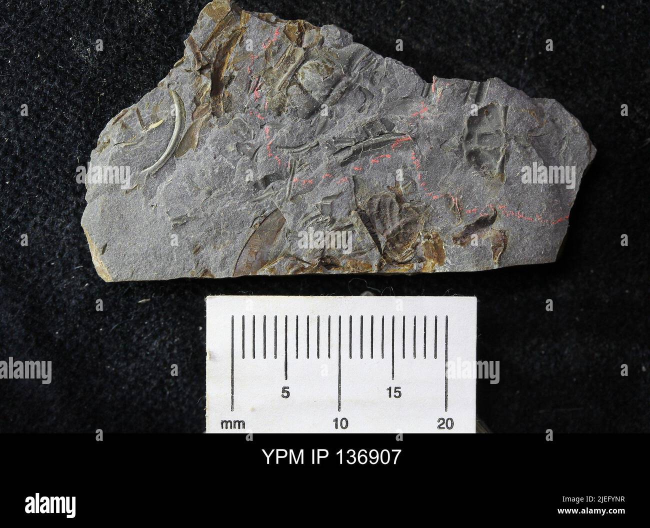 Phanerozoic hi-res stock photography and images - Alamy