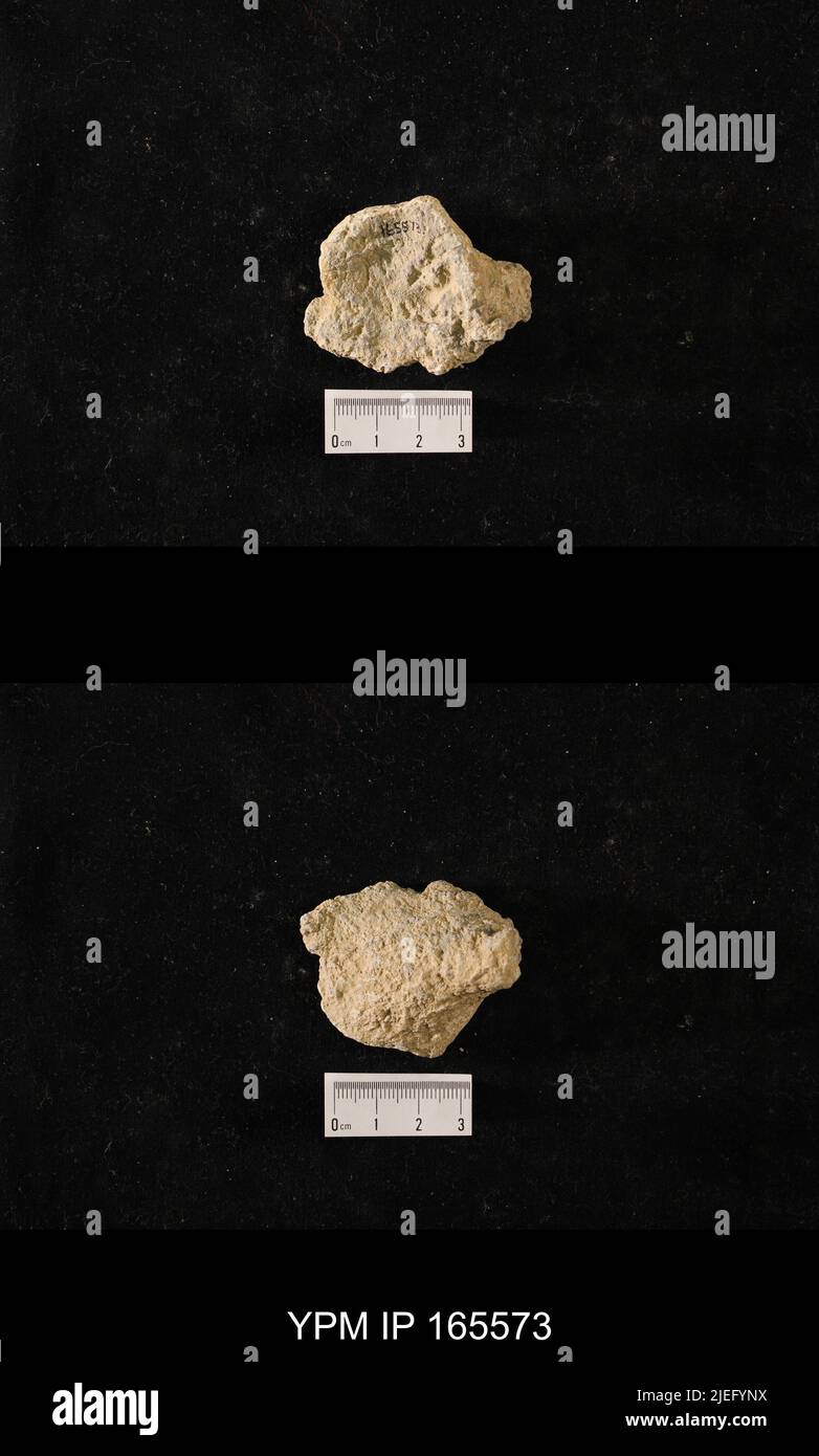 Spongia sp hi-res stock photography and images - Alamy